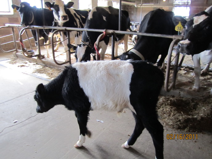 Dutch Belted calf pics. | Yesterday's Tractors Forums