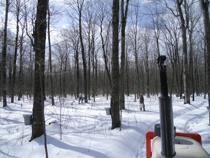 Refired the Maple Sugar machine today | Yesterday's Tractors Forums