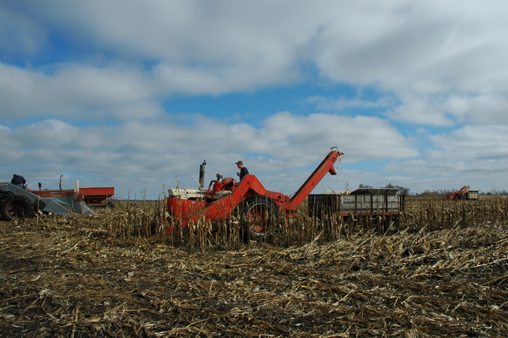 Picking Corn 2013 - Yesterday's Tractors
