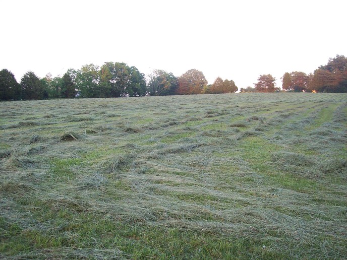 Using a 3pt wheel rake to tedder (fluff) hay | Yesterday's Tractors Forums