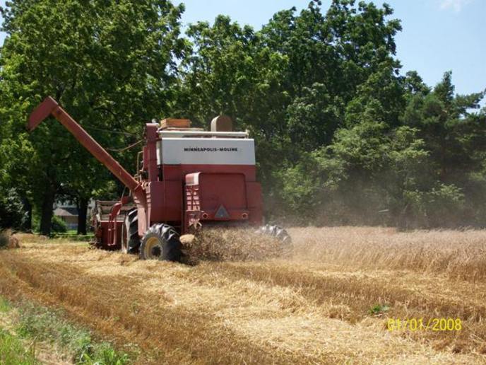 Lets see some MF 300 or other combine pictures | Yesterday's Tractors ...