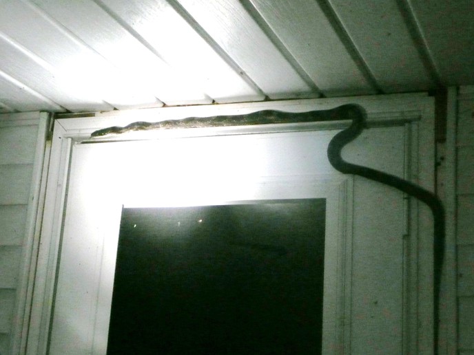 ot snakes | Yesterday's Tractors Forums