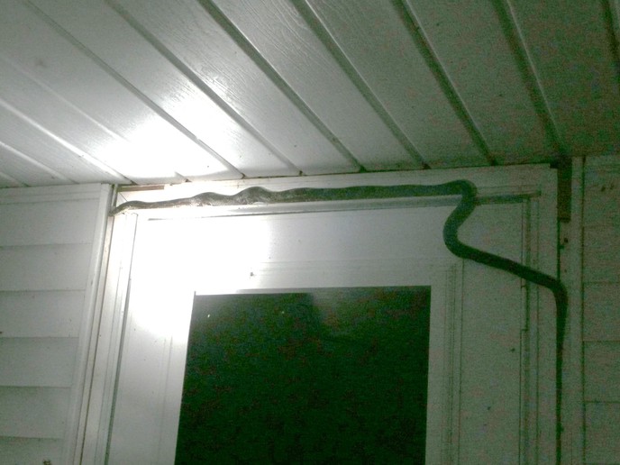 ot snakes | Yesterday's Tractors Forums