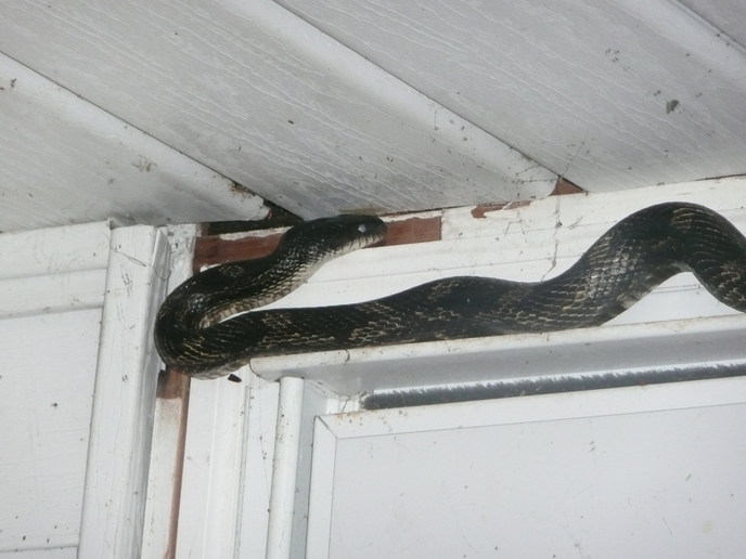 ot snakes | Yesterday's Tractors Forums