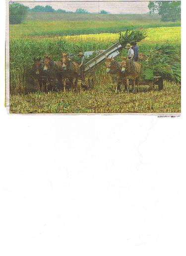 sickle barring corn | Yesterday's Tractors Forums