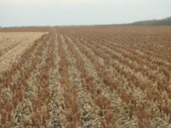 Cutting Milo in Kansas - couple of pics | Yesterday's Tractors Forums
